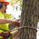 Everything You Need to Know about River Birch Trees – Fast Tree Removal ...