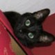 15 Black cats pictures… (and meet my cat) | Kitty Bloger